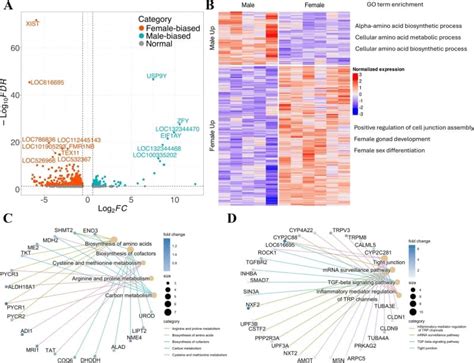 Male Embryos Grow Faster Breakthrough Study Reveals Genetic Reasons Why