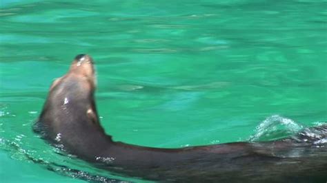 Sea Lion Clapping Stock Footage Video 100 Royalty Free 13704764