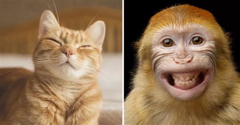 Heres A Bunch Of Photos Of Smiling Animals That Will Leave You Happy