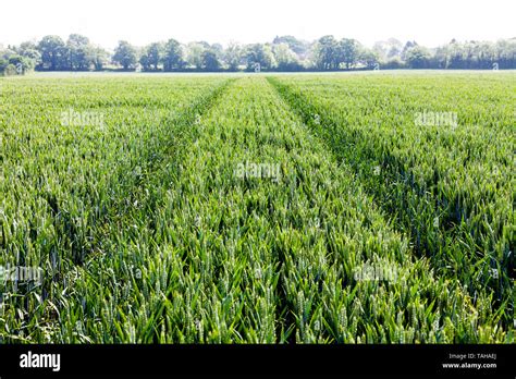 Tequila Plant Agave Fields Tress Background Magueys Cultivation