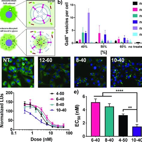 Effect Of Alkyl Monomer Chain Length And Composition On Endosomal