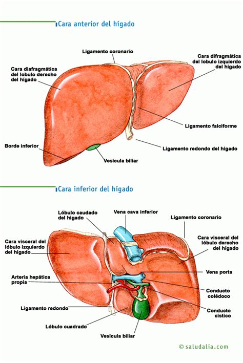 Anatomia Del Higado Humano Función Del Hígado Ogpoz
