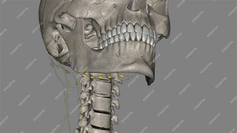 Premium Photo The Submandibular Lymph Nodes Are Some 36 Lymph Nodes Situated At The Inferior