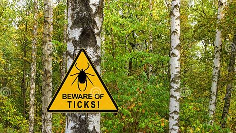 Warning Sign Beware Of Ticks In Infested Area In Birch Forest Stock