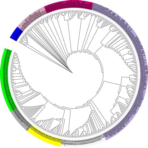 Phylogenetic Analysis Based On Neighbour Joining Methods Showing Download Scientific Diagram