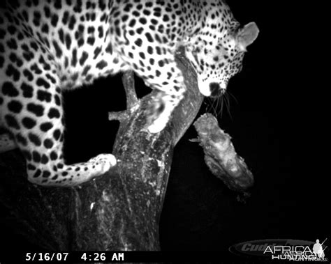 Leopard On Bait In Namibia