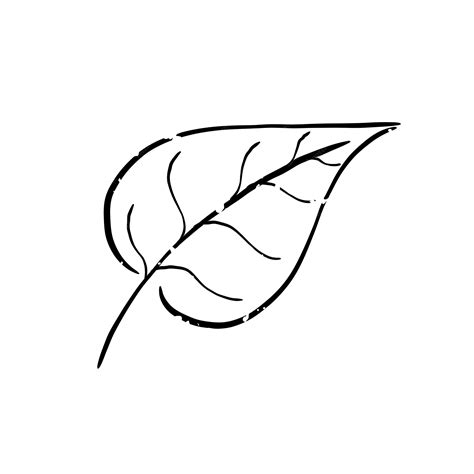 Leaf Drawing