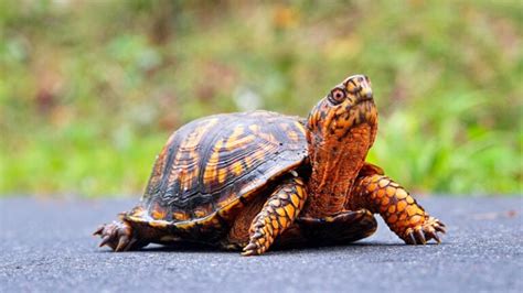Sea Turtle Vs Land Turtle The Main Differences With Pictures
