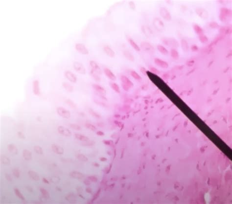 Identifying Tissues Flashcards Quizlet