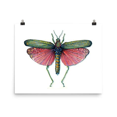 Red Insect Art Print Grasshopper Poster Etsy