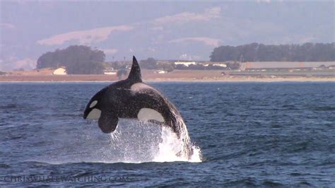 Orca Whale Breaching