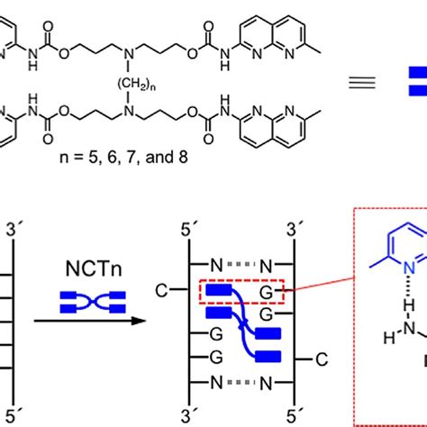 Chemical Structure And Binding Mode Of Nctn A Chemical Structures Of
