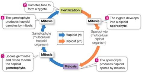 Plantae Flashcards Quizlet