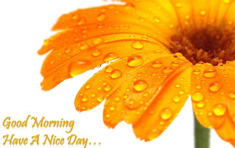 Lovely Good Morning Cards Sexy Good Morning Pics Festival Chaska
