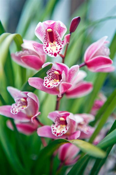 Orchid Types