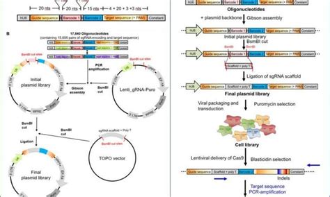 A Deep Learning Based Model Deepspcas9 To Predict Spcas9 Activity