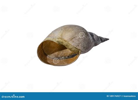 Empty Freshwater Pond Snail Shell Close Up Isolated On A White