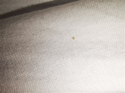 Found This Tiny Little Orange Bug On My Bed This Morning In Leicester