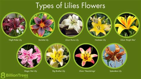 35 Types Of Lilies Flowers How To Identify Lily Flowers By Shape Color Types Of Lilies Lily