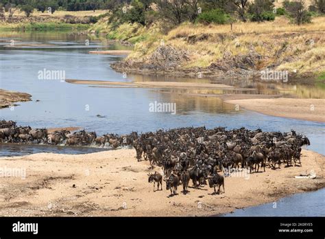 A Herd Of Gnus Crossing The Mara River In Northern Serengeti Tanzania