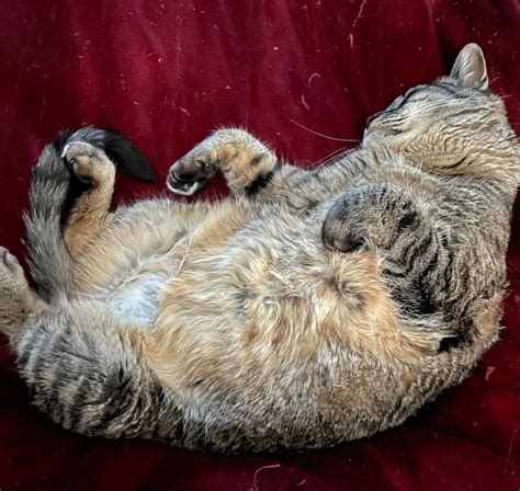 Mavis Is The Only Cat Ive Ever Had Who Will Roll Over For Sleepy Tummy Rubs R Cats