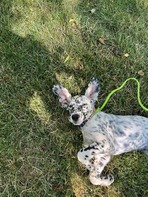 Brought Home Willow Yesterday First Setter Ive Had Renglishsetter