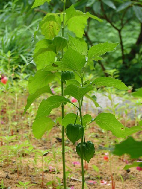 기타 꽈리 기타 생물종 Bric