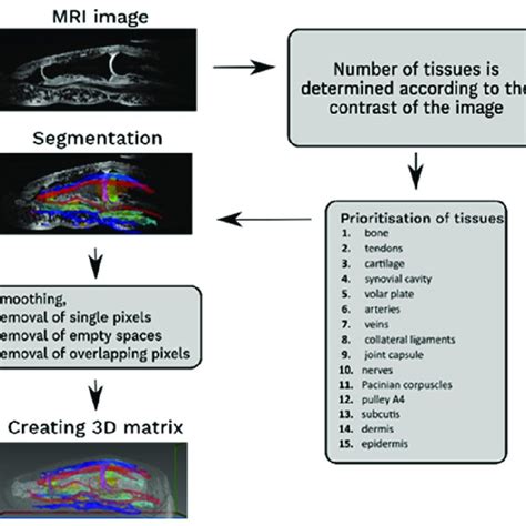 segmentation protocol in which segmented tissues were prioritized