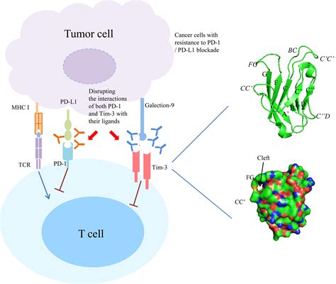 Frontiers Targeting Tim 3 In Cancer With Resistance To Pd 1pd L1 Blockade