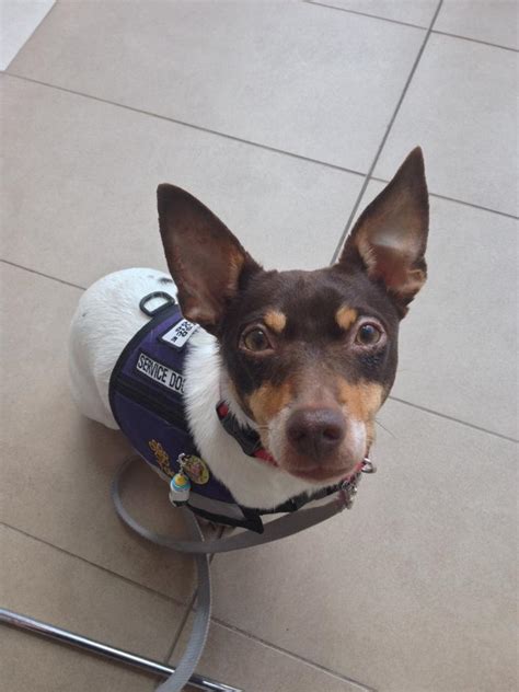 Being Assertive Service Dog Diary