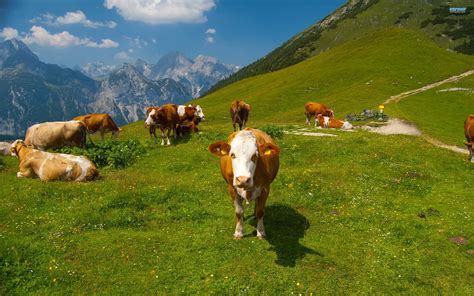 Swiss Cows Wallpapers 4k Hd Backgrounds On Wallpaperbat