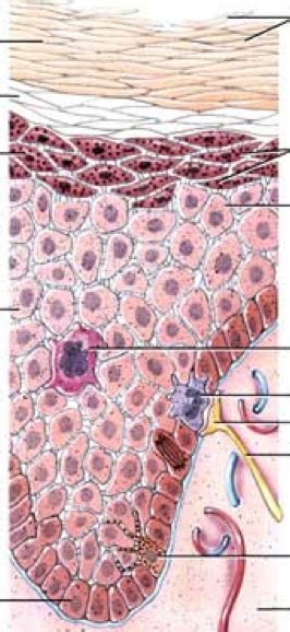 Biol 3310 Amy Wagner Exam 1 Diagram Quizlet