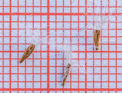 Especies Vegetales En Canarias Sonchus Oleraceus