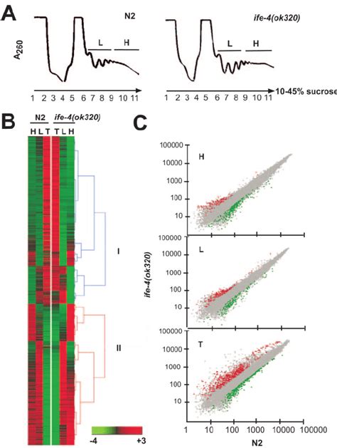 Polysomal Distributions Of Mrnas In Ife 4 Ok320 And N2 Animals A