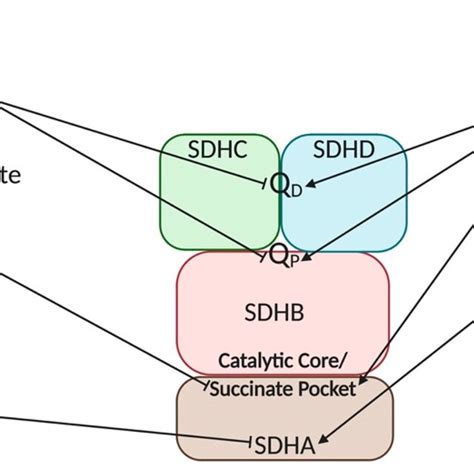 Strategies For Targeting Succinate Dehydrogenase Complex Ubiquinone