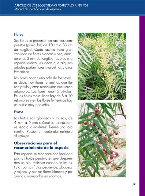 Arboles De Los Ecosistemas Forestales Andinos Pdf
