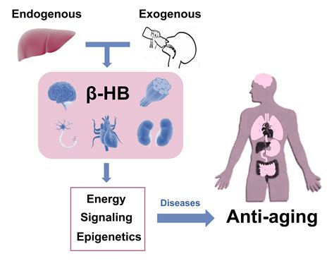 β Hydroxybutyrate As An Anti Aging Metabolite