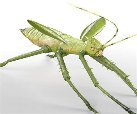 Artstation Jungle Nymph Insect 3d Model Resources
