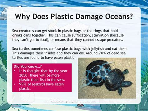 Plastic Pollution Powerpoint 1 Pptx