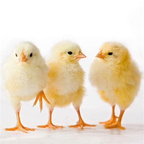 Poultry Farm Chicks At ₹ 52 Unit New Items In Lucknow Id 16128828555