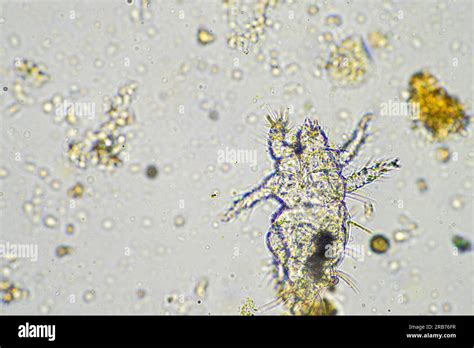 Soil Microbes Organisms In A Soil And Compost Sample Fungus And Fungi