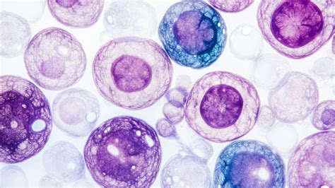 Leucoplasts In Plant Cells Displaying Structures Involved In Synthesis