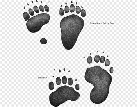 Bear Tracks Clipart