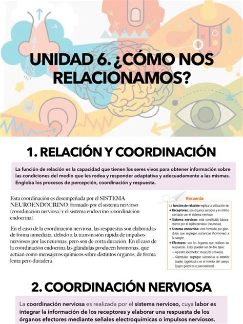 Coordinación Neuroendocrina Y Salud Pdf Sistema Nervioso Neurona
