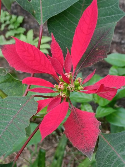 Pushpa Srivastava 摄影