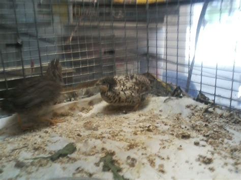 Button Quail Male Or Female Backyard Chickens Learn How To Raise