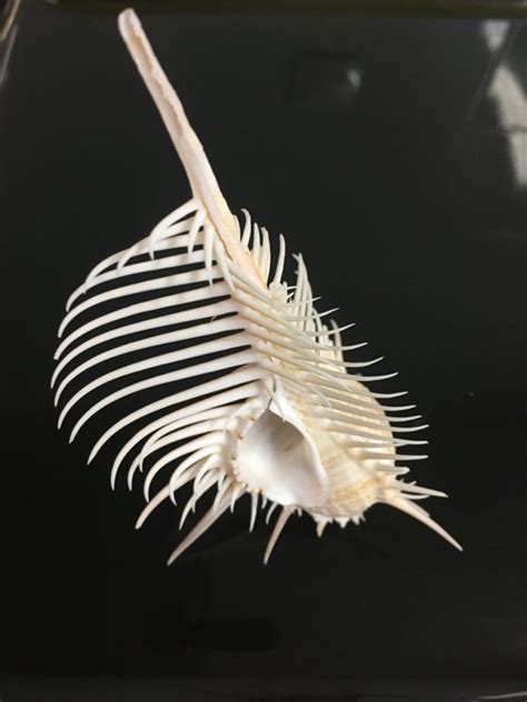 Murex Pecten Sea Snail Shell Murex Pecten Triremis Catawiki