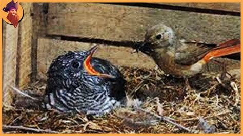 Do Birds Kill Their Own Babies