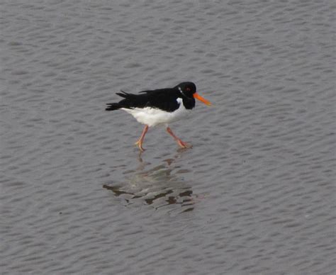 Birds Detector Object Detection Dataset By Birds