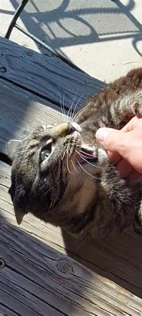 Which Scug Would My Cat Be R Rainworld